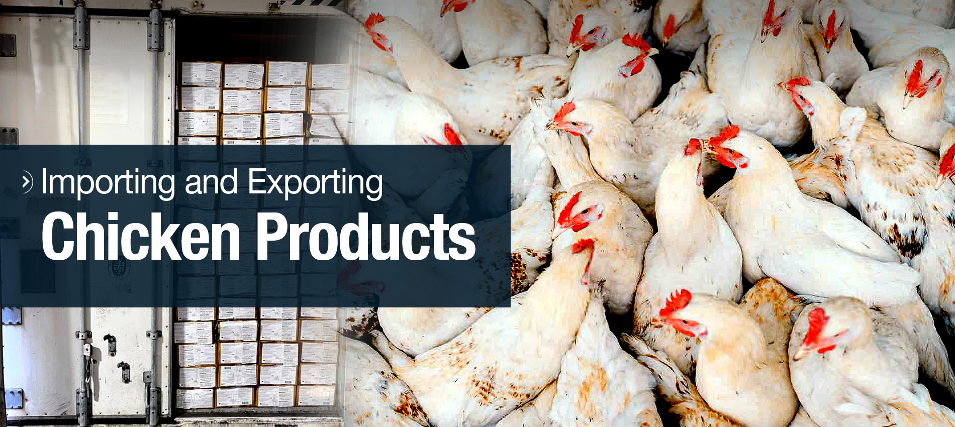 EXPORT QUALITY & SERVICE